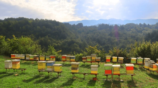 About Hobee - Hobee | National Beekeeping Equipment Supplies